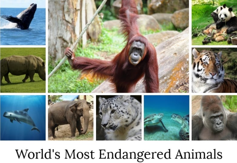 Top 10 Most Endangered Animals - Animal Facts