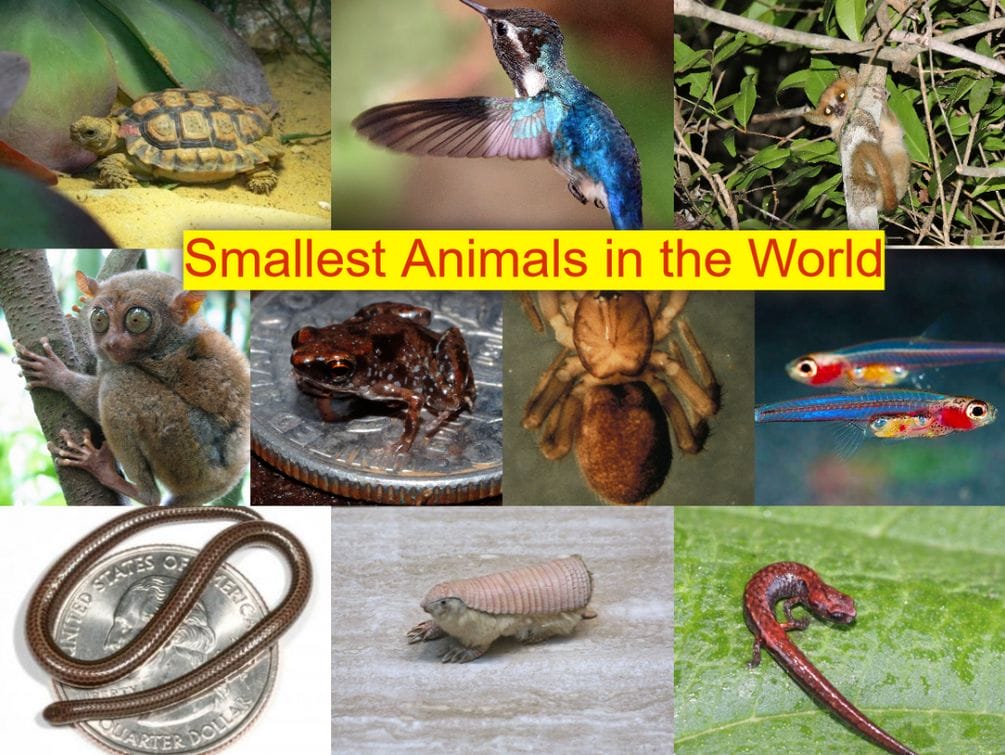 Smallest Animals in the World