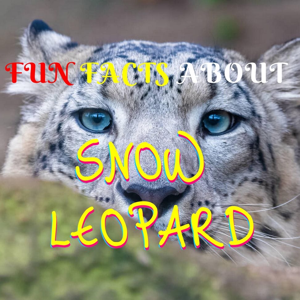 Fun Facts about Snow Leopard - Animal Facts