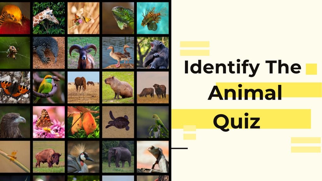 Identify the Animal Quiz - Dinosaur Facts