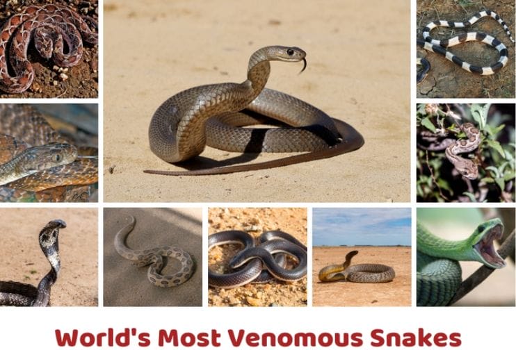 The Most Venomous Snakes in the World - Animal Facts