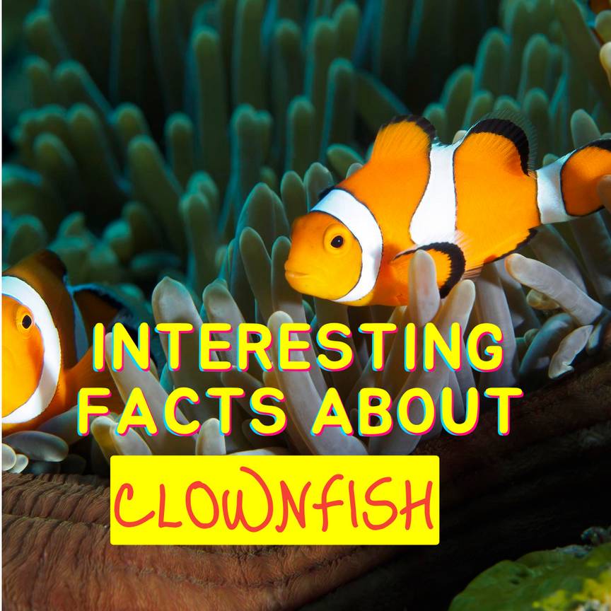 Amazing Facts about Clownfish