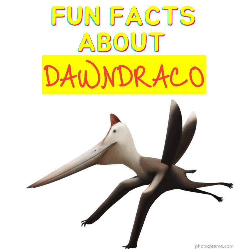 Fun Facts about Dawndraco