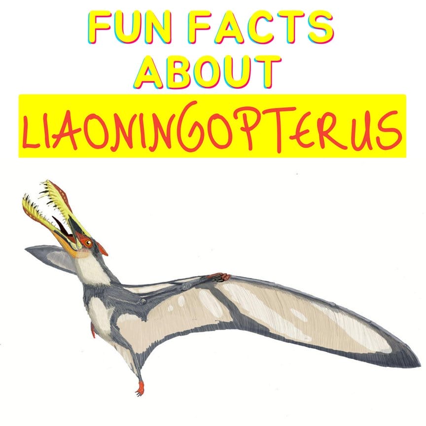 Fun Facts about Liaoningopterus - Dinosaur Facts